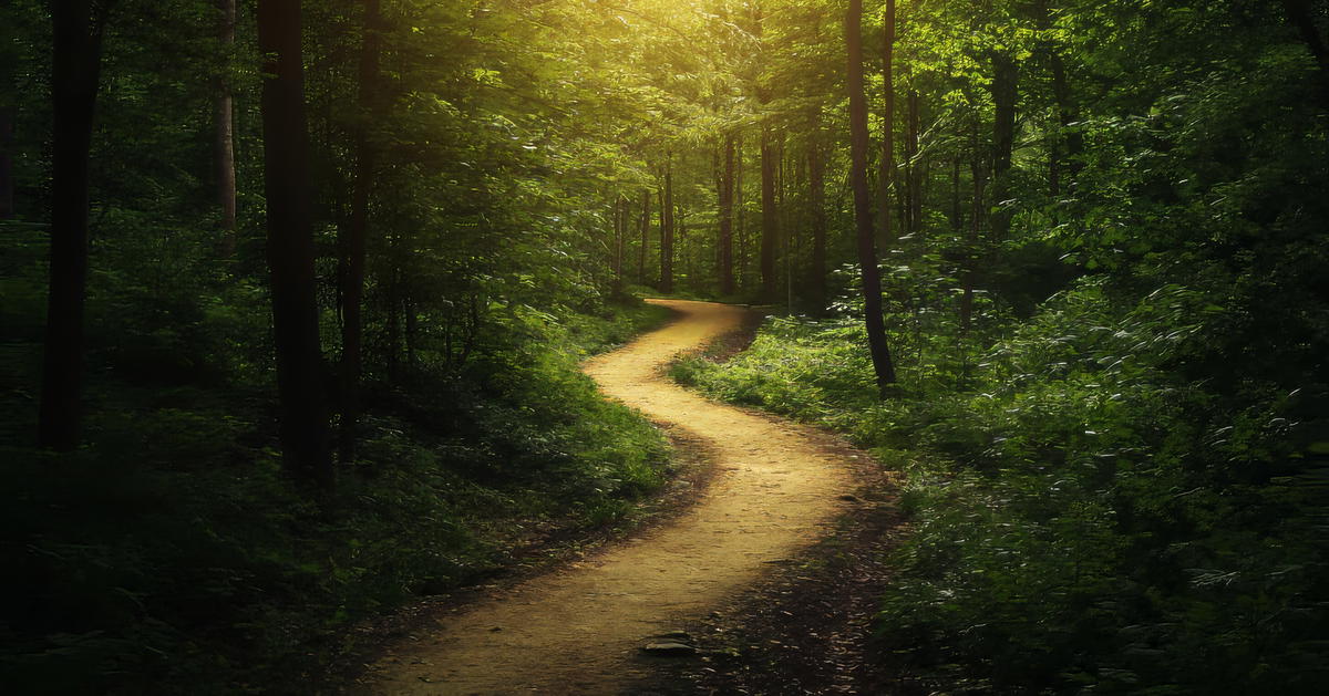 4k HD Wallpaper: Nature Aesthetic Forest Path